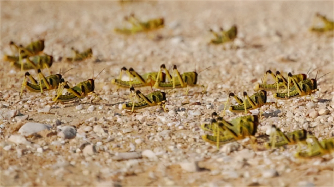 When Was The Locust Plague In Africa at Skye Kinsella blog