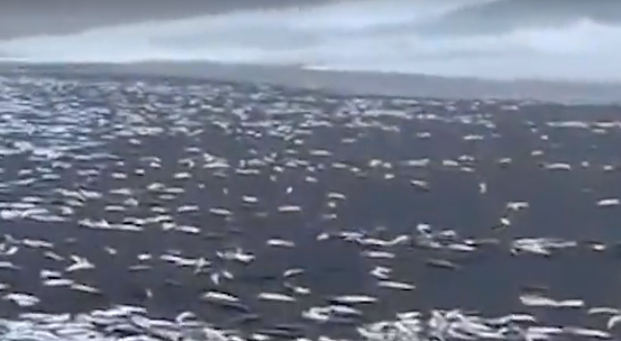 Large-scale dead fish appeared on the coast of Japan, spreading about ...