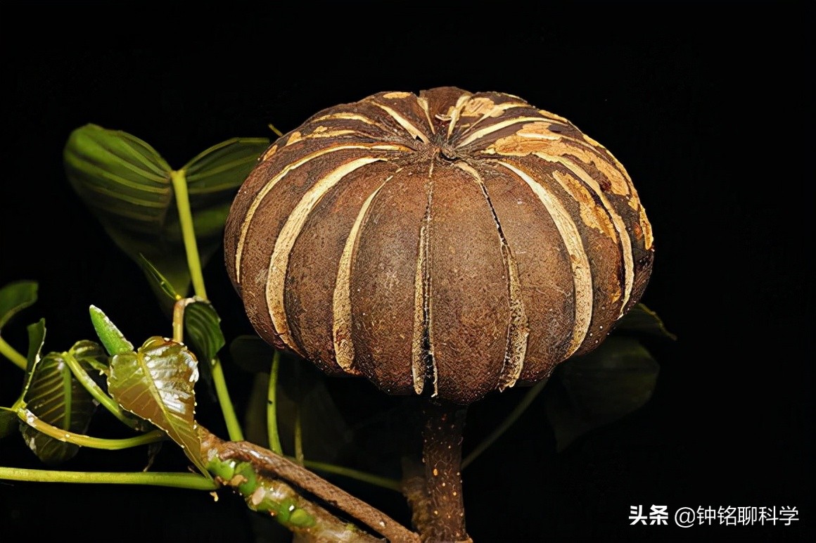 How terrible is the sandbox tree?The fruit explosion is equivalent to a ...