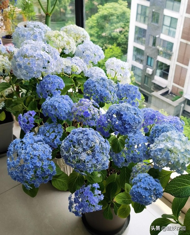 The brown spots on the leaves of hydrangea, is it sunburn or disease ...