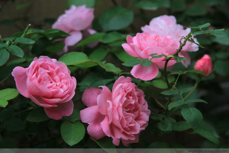 These 5 "princess" roses are too immortal, the flowers bloom and have a ...