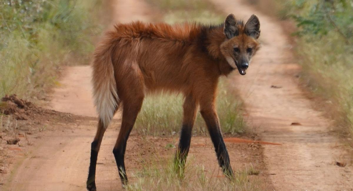 "Abandoned Canine House" maned wolf: long legs and abduction, it is a ...