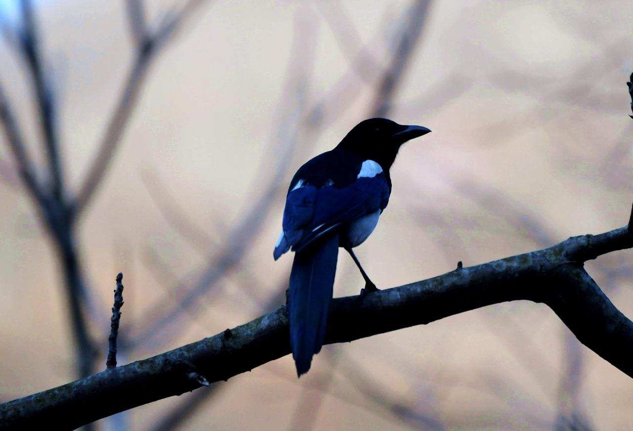 Why don't the "Lucky Bird" magpies go to Japan if they are killed? - iNEWS