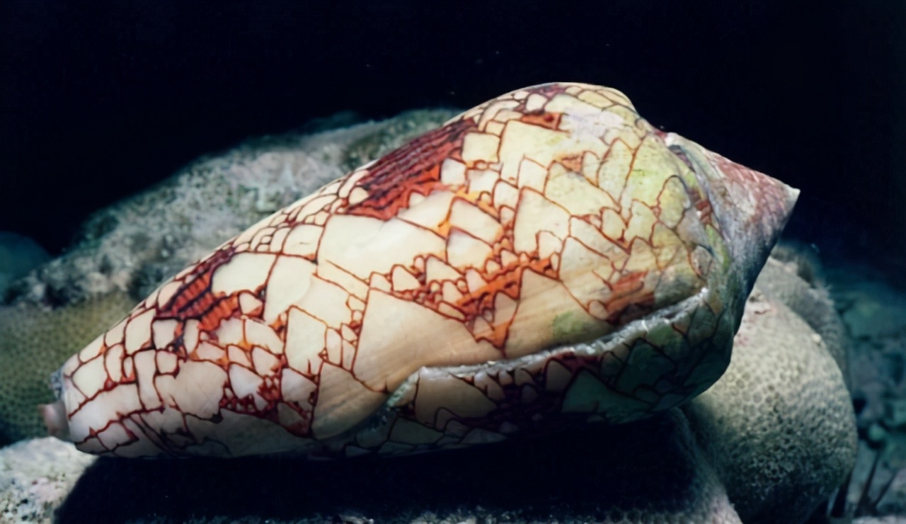 Conch, the most poisonous snail, is one of the top ten poisons in the ...
