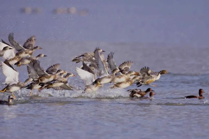 Zhang Wei: Focusing on the love and protection of birds in Dali for 12 ...