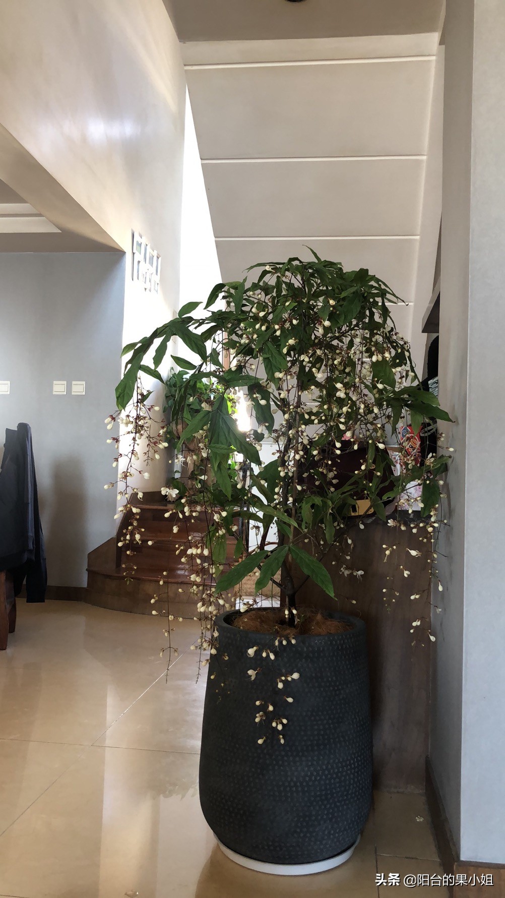 New favorite of winter potted plants: Jasmine weeping - iNEWS