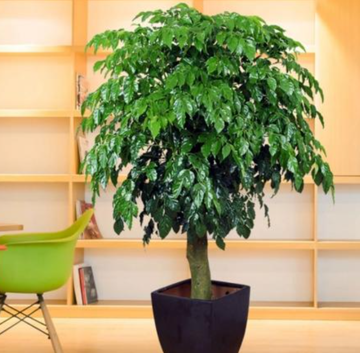 What is the difference between happiness tree, green treasure tree and ...