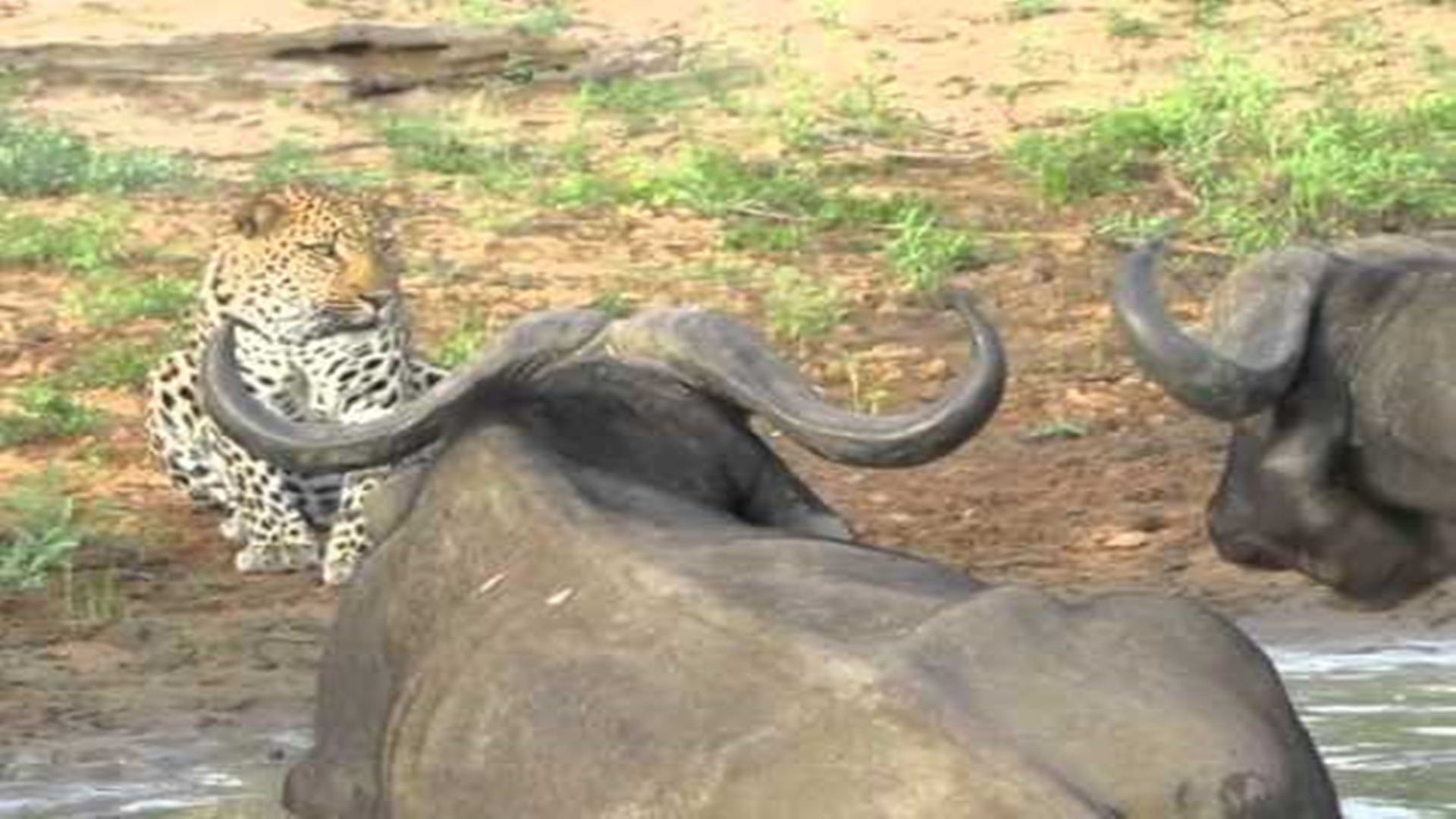 The leopard hunts the baby buffalo, and is chased by the buffalo herd ...