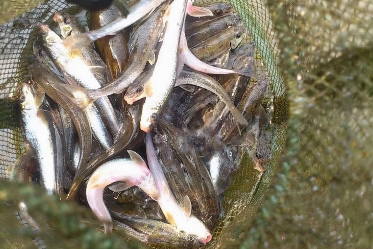 This fish has a domineering name, commonly known as "coffin nail". Do ...