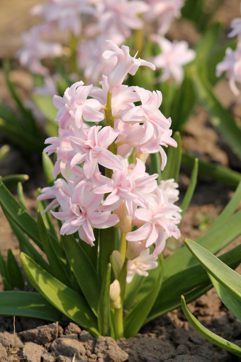 In the summer, hyacinths are quickly dug out and buried in the sand ...