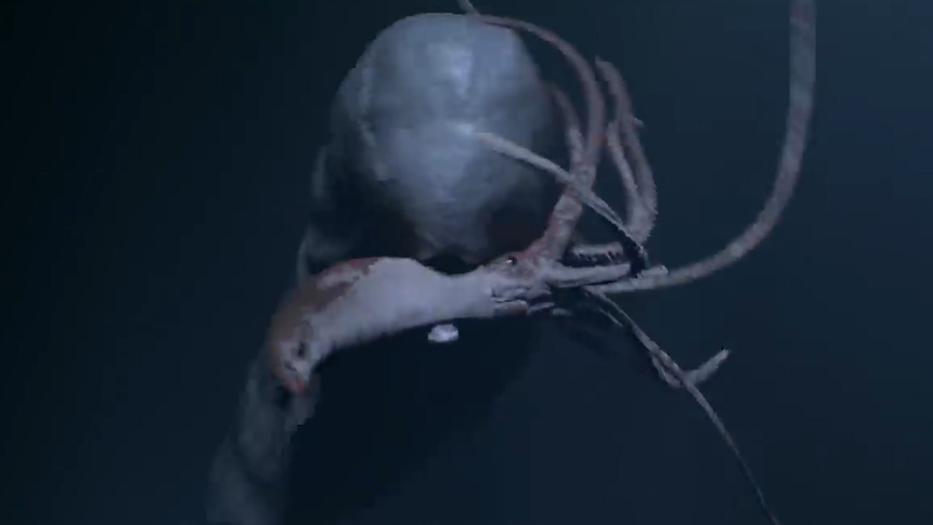 How powerful is the deep sea squid?Blue blood king physalis squid, eat ...