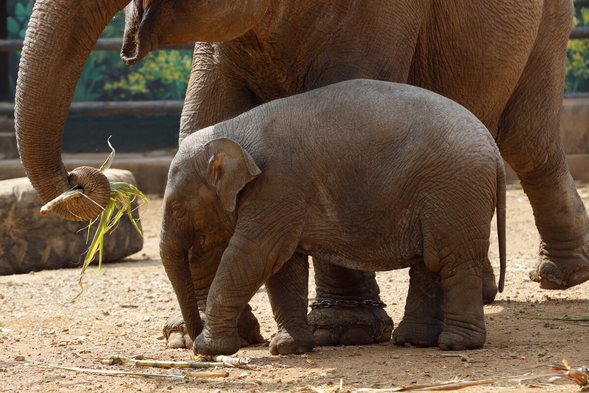 Why is the baby elephant in Yunnan so naughty?Because he is a "bad boy ...