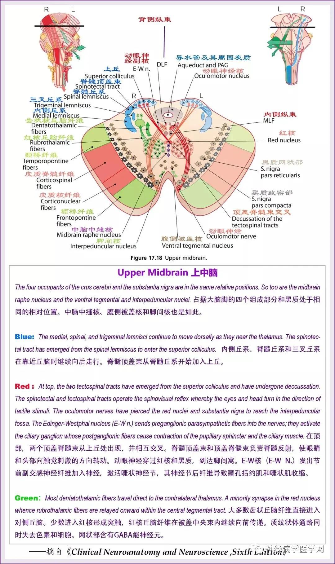 Detailed explanations of the anatomical levels and functions of the ten ...