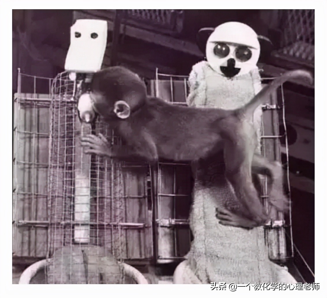 A wake-up call for young mothers-the cruel rhesus monkey experiment - iNEWS