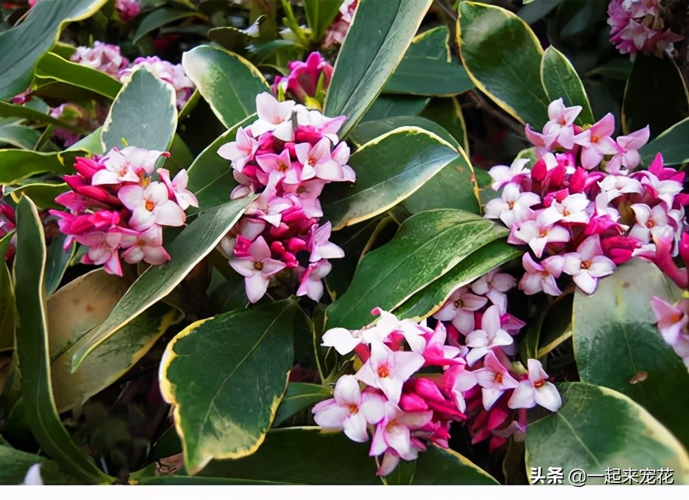 4 kinds of beautiful flowers, don't buy it in July, it's costly and ...