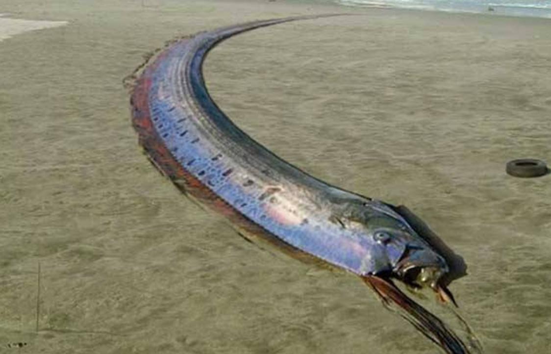 The five longest fish in the world, you may not find a fish longer than ...