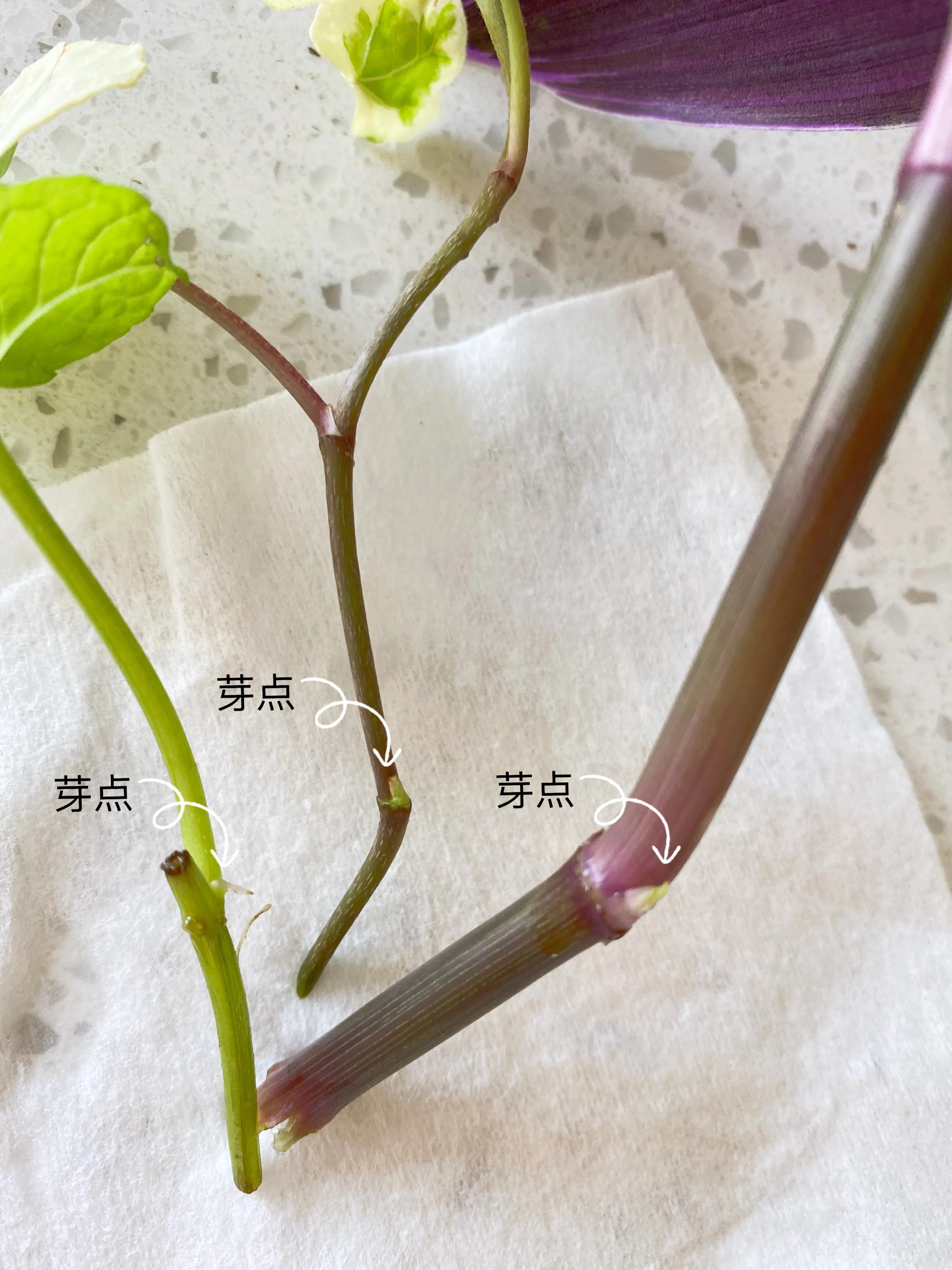 Cuttage hydroponic lazy coup - iNEWS