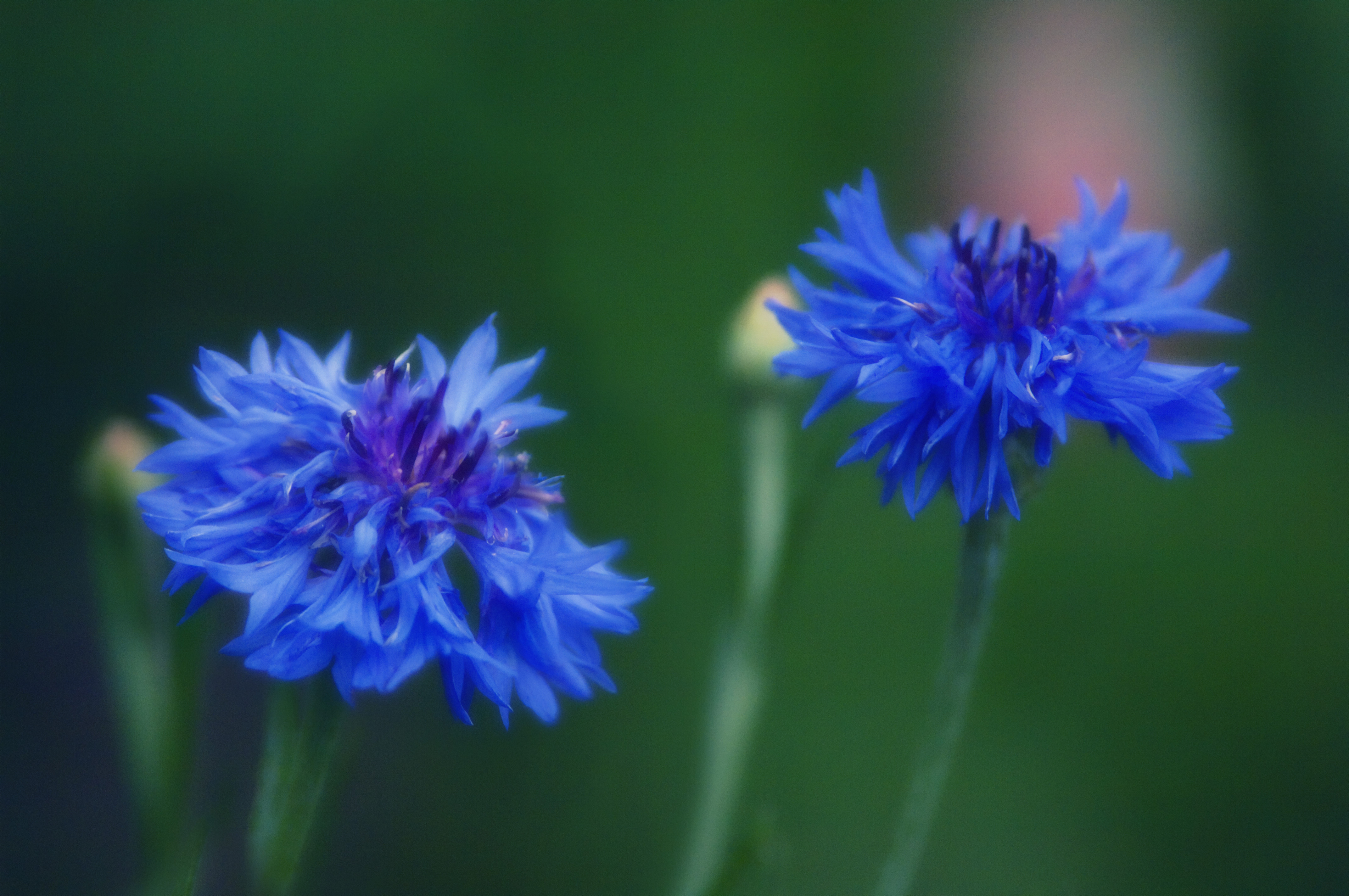 Looking for the rarest color in nature, why is blue so rare? - iNEWS