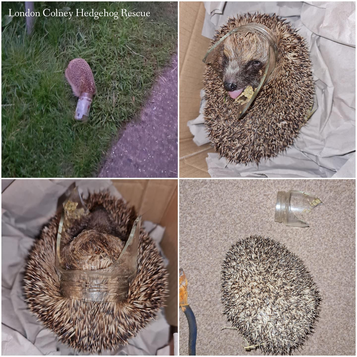 The hedgehog was trapped in the mud and rolled into a "mud bump". When ...