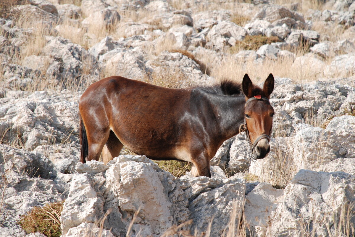 Horses and donkeys have different chromosomes, but can give birth to ...