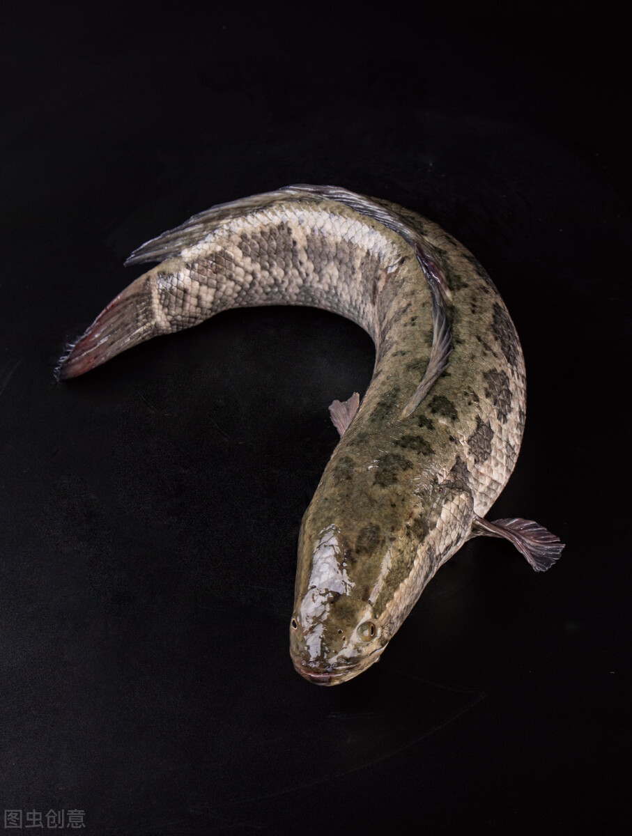 The old black fish is dead, can the little black fish live? - iNEWS