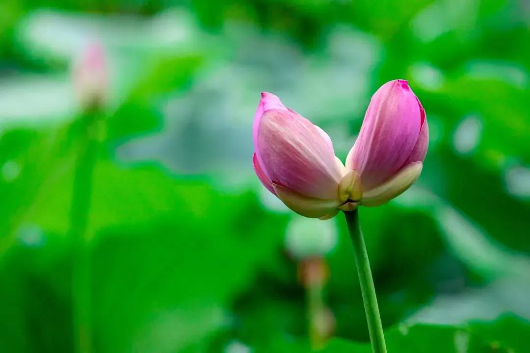 One-hundred-thousandths of the double lotus in Daming Lake was stolen ...