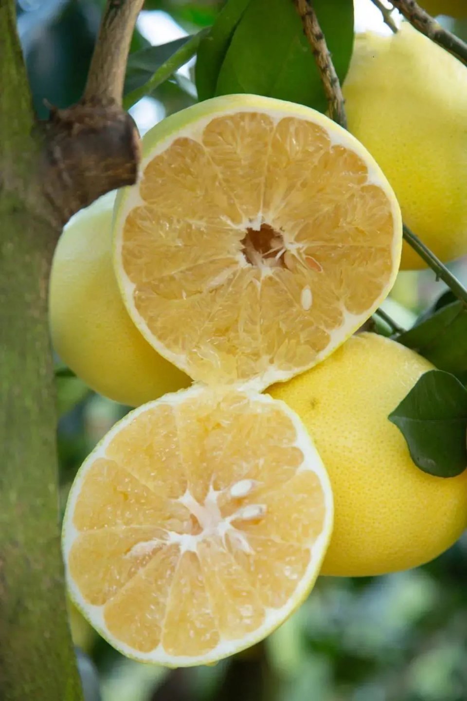 This golden grapefruit from Taiwan, almost 99% of people have never ...