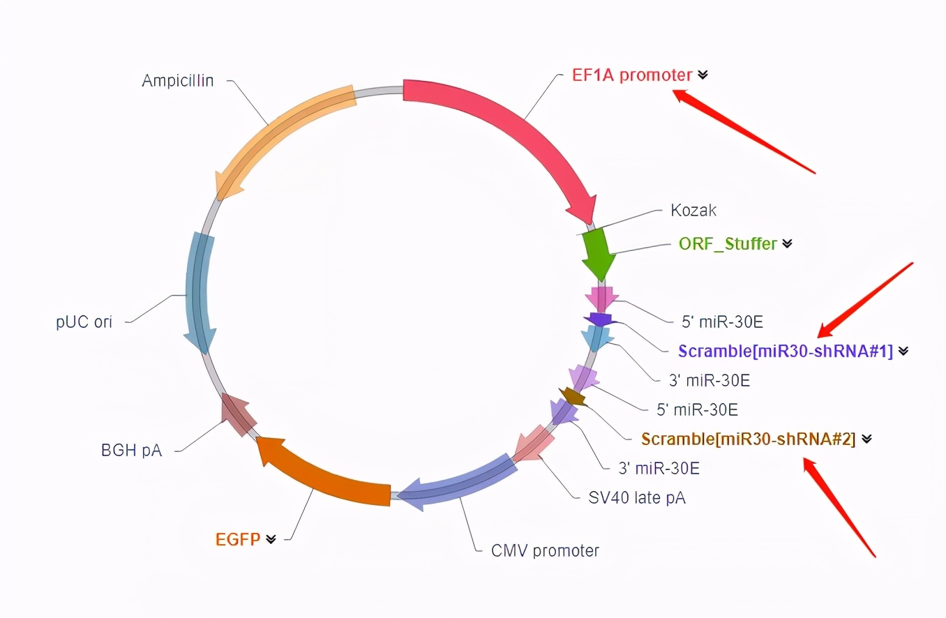 Teach you how to design mammalian shRNA interference vectors - iNEWS