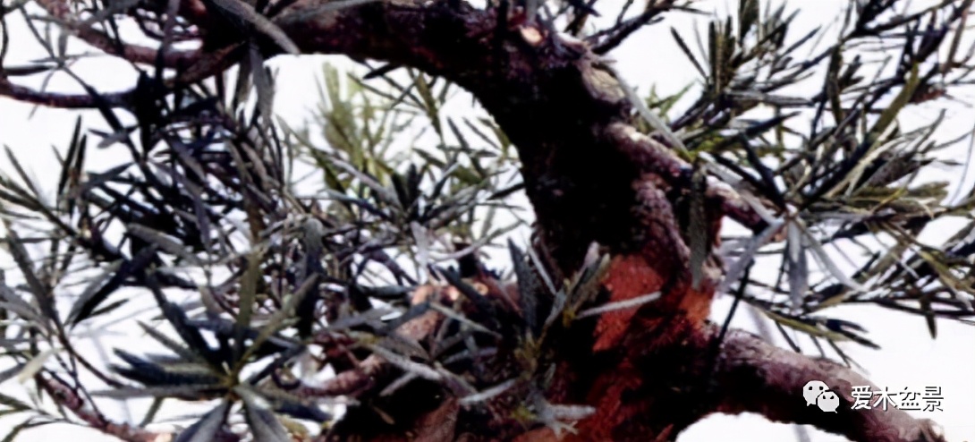 A Luo Han Song's initiality - iNEWS