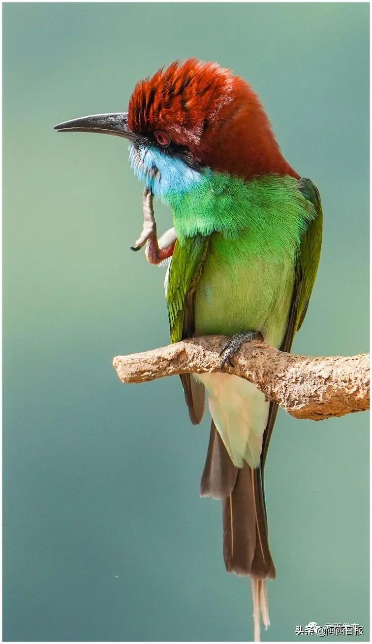 Amazing!"China's most beautiful bird" settled in Longyan Wuping - iNEWS