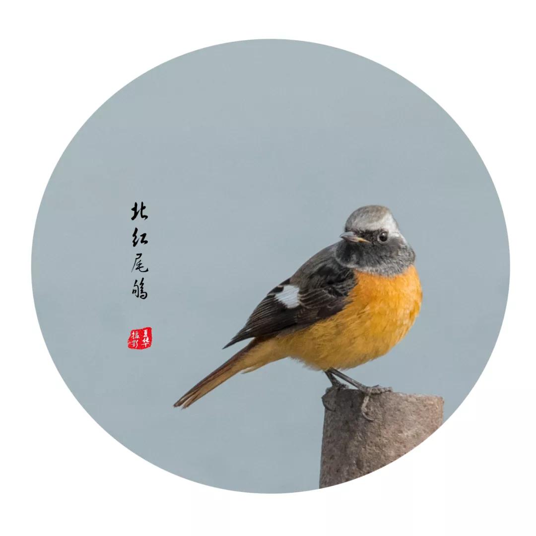 Northern Red-tailed Robin - iNEWS