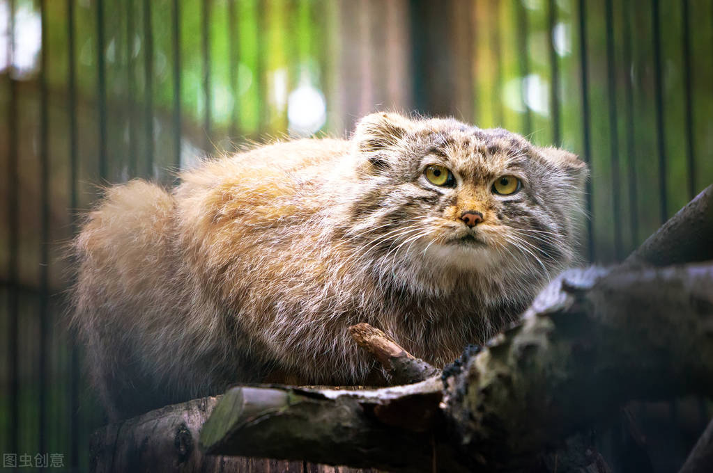 The three most ferocious cats and the three most kind-hearted cats ...