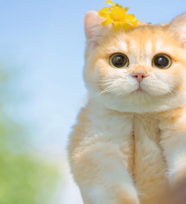 How much do cats know-Tyrant Gold - iNEWS