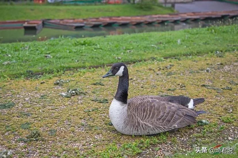 Four unexpected ferocious animals - iNEWS