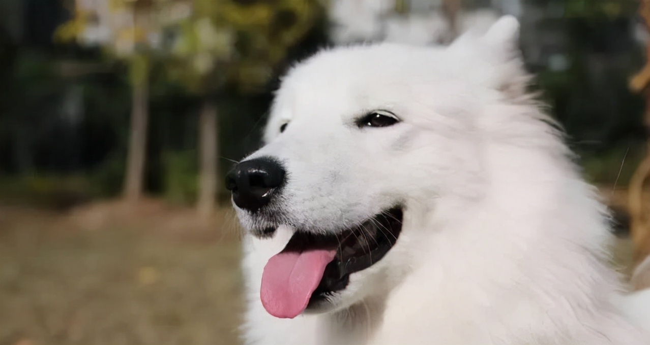 Samoyed is unhealthy, just look at these 6 points, don't have to go to ...