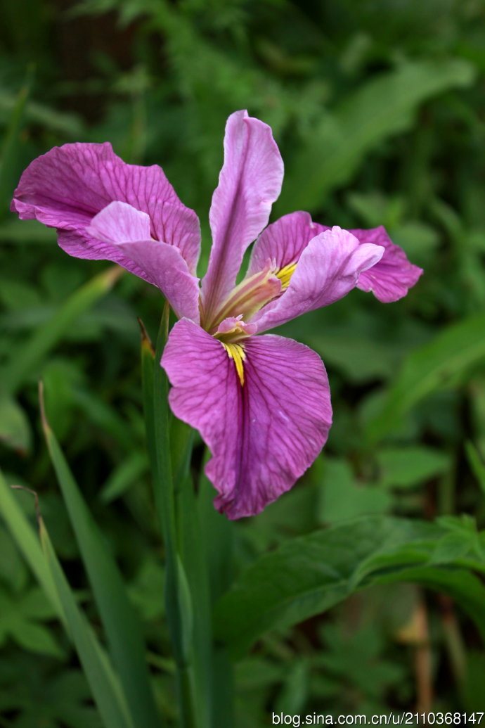 "Hundred Flowers Collection" (202) - iNEWS