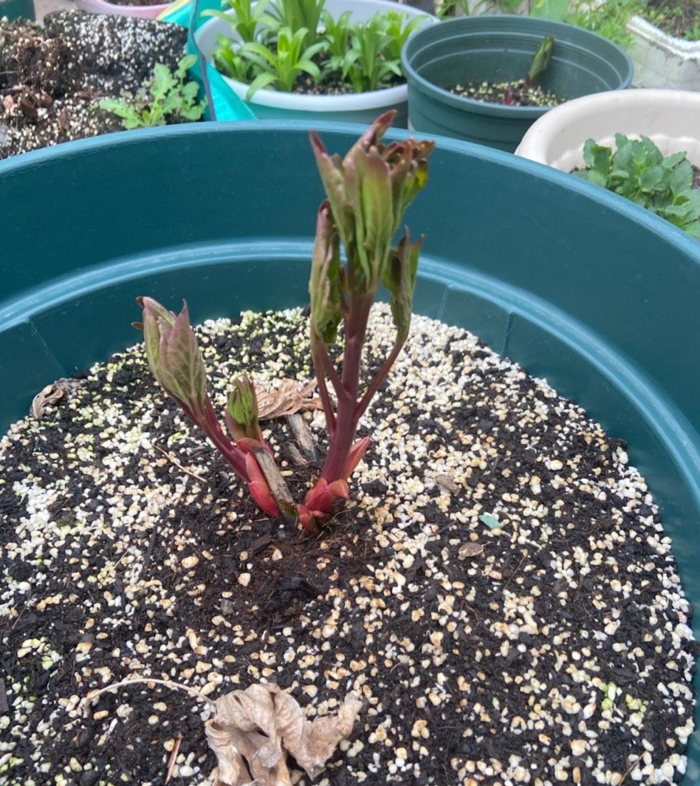 How to raise potted peony?There are 3 small tips to bloom smoothly and ...