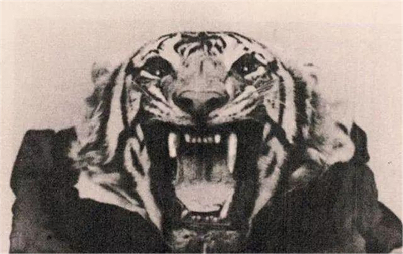 The cannibal tiger, which is included in the Guinness Book of Records ...