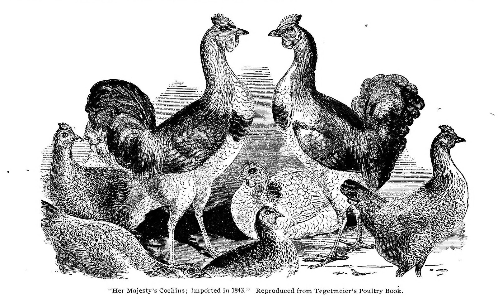 Queen Victoria's obsession with Chinese hens eventually gave birth to ...