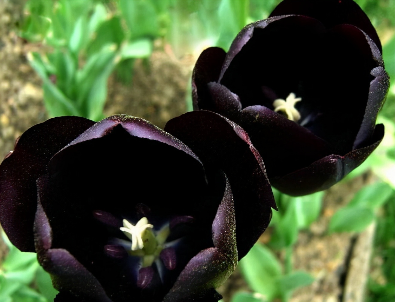 10 kinds of the most mysterious flowers, in the flower market, you can ...