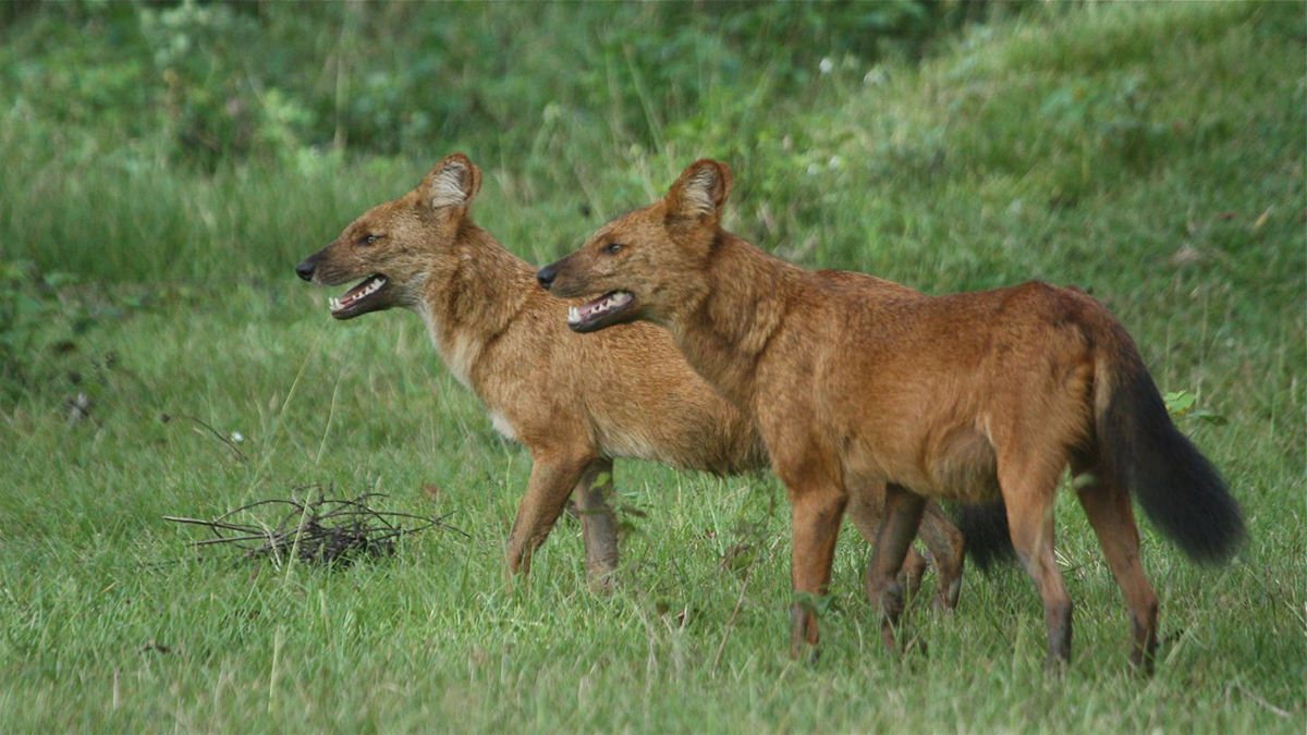 The mysterious jackal appeared in Pu'er, Yunnan. - iNEWS