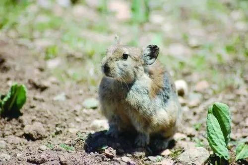 The pika, which is unique to the Qinghai-Tibet Plateau, does not ...