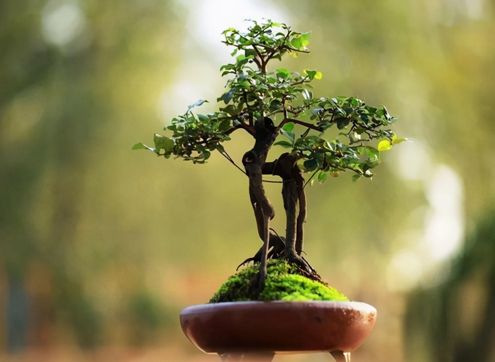 Supai bonsai is very famous, these 6 kinds of bonsai are exquisite ...