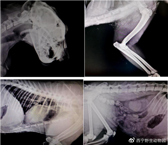 Xining Safari Park rescues snow leopard "Lingxia": can't live ...