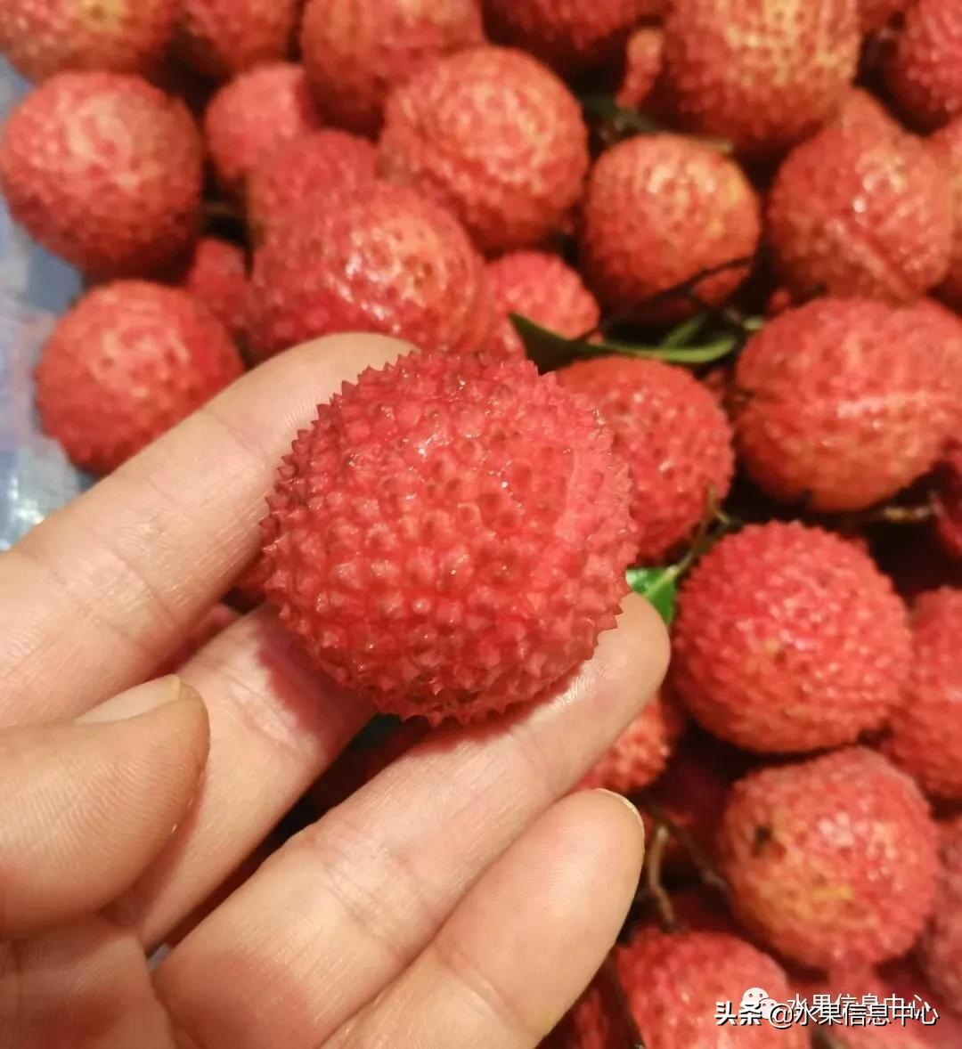 Comparison and evaluation of 10 types of lychees: Guiwei, Nuomi Cong ...