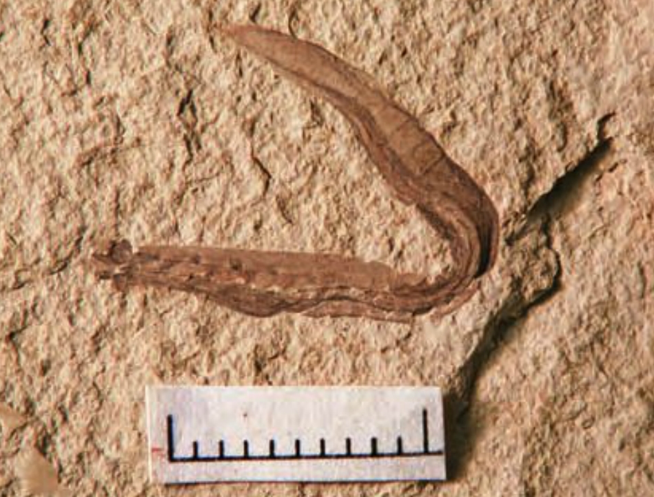 Chen Junyuan: Dialogue with ancient creatures in the fossil world - iNEWS