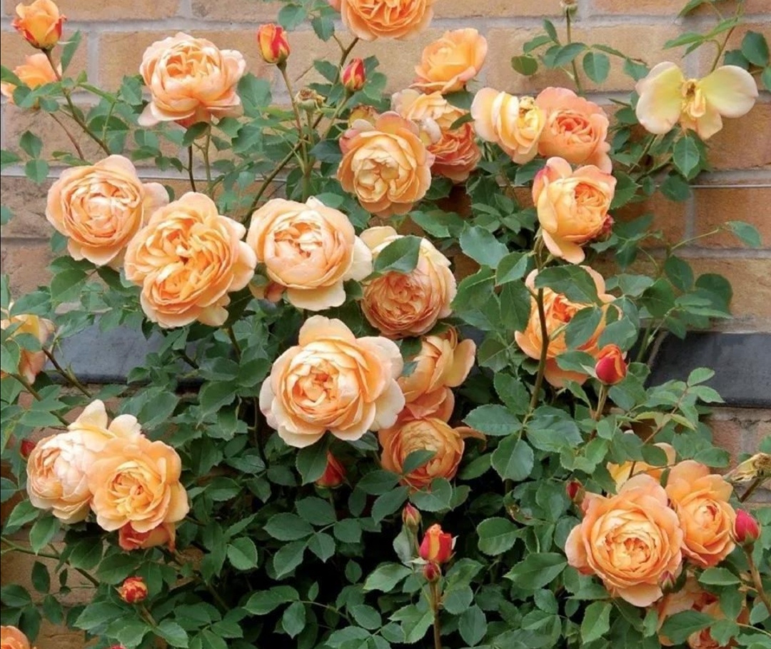 10 beautiful Fujimoto roses, each with different beauty, which one do ...