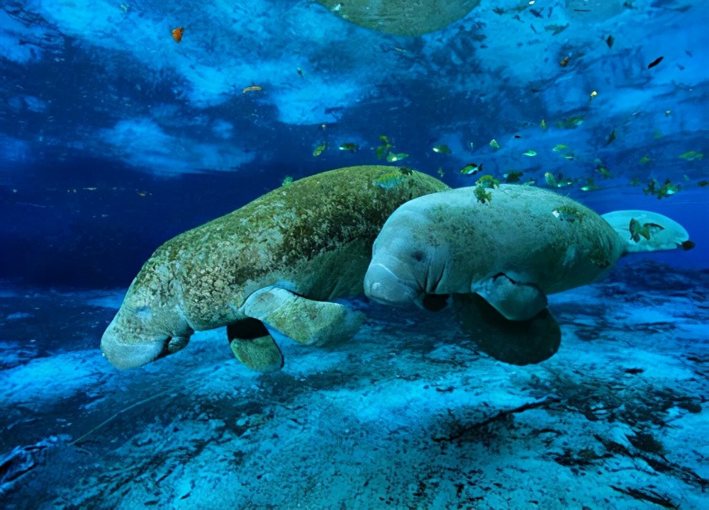 Just to April 2021, over 430 manatees died, or is it a warning against ...