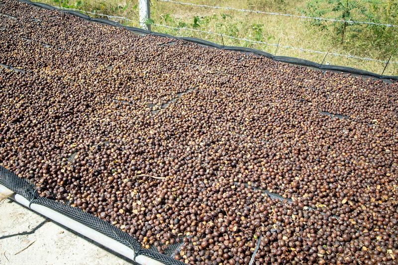 Coffee refining method - iNEWS