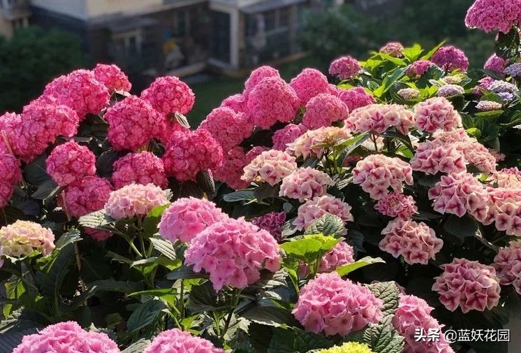 The brown spots on the leaves of hydrangea, is it sunburn or disease ...